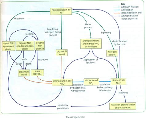 66 The Nitrogen Cycle Biology Notes For A Level