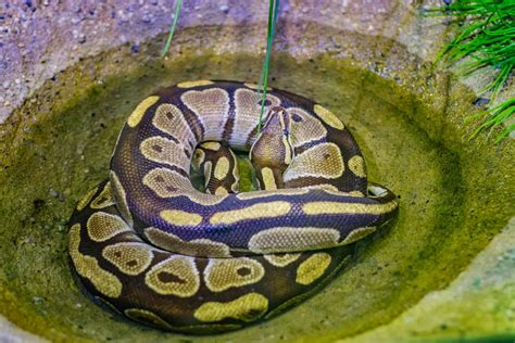 Can Ball Pythons Swim And How To Keep Them From Drowning
