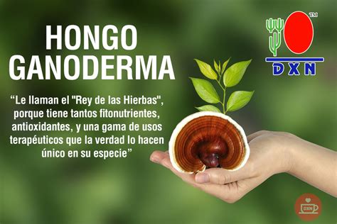 ¿quÉ Es El Ganoderma Lucidum ~ Dxn Internacional Un Mundo Un Mercado