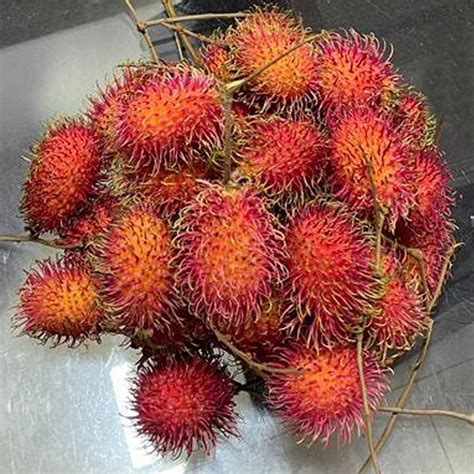Fresh Rambutan Fruit Packaging Type Loose At Rs 500kilogram In