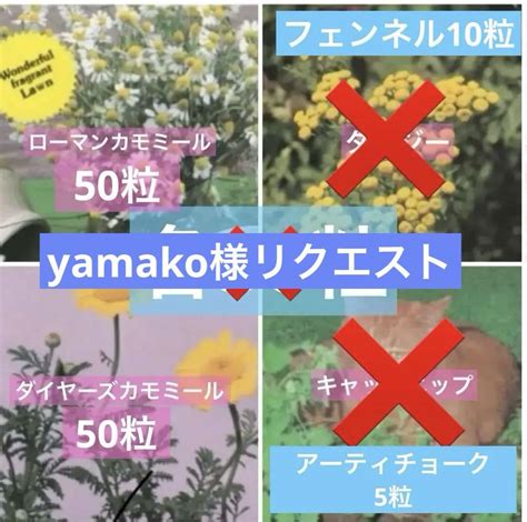 ハーブの種 ローマンカモミール・タンジー・ダイヤーズカモミール・キャットニップ種 メルカリ