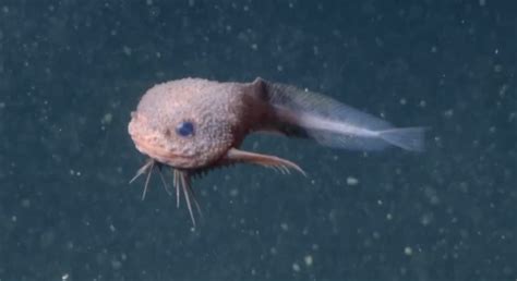 These Newly Found Snailfish Get Bumpy Darkish And Glossy Within The