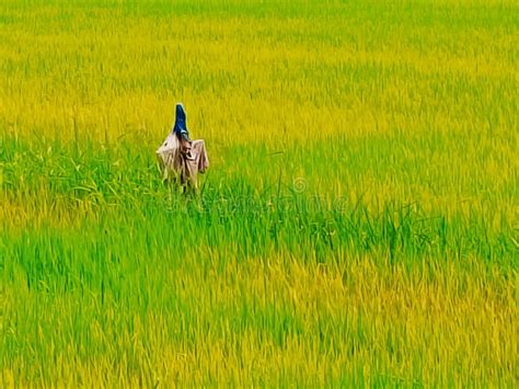 Scarecrow Straw Man In The Rice Field Stock Image Image Of Growth