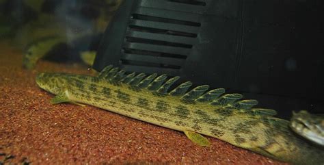 Polypterus Ansorgii Flickr Photo Sharing