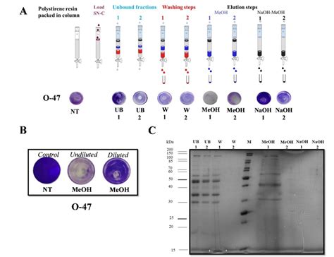 A Biofilm Formation By S Epidermidis O 47 In Polystyrene 24 Wells