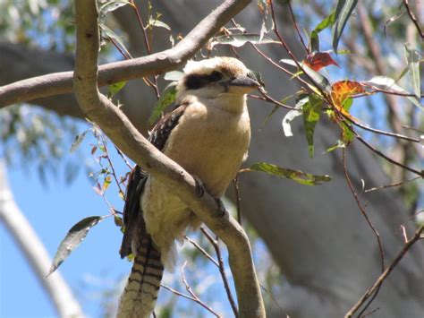 Wildlife Of Lane Cove National Park Trevors Birding