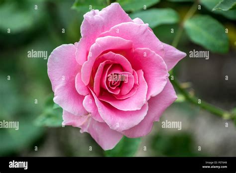 Pretty Pink Flower Stock Photo Alamy