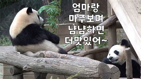 에버랜드 판다 아기판다 푸바오는 엄마랑 냠냠하면 대나무가 더 맛있어~ 러바오는 해먹에서 놀고 푸바오는 엄마랑 냠냠하고 놀고