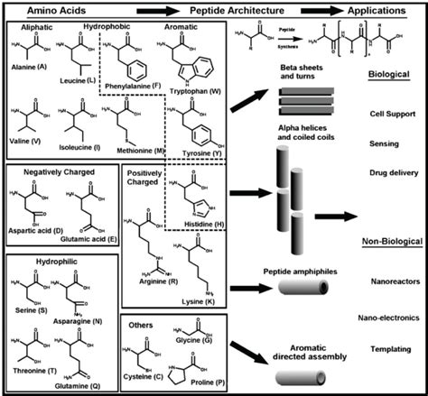 Figure 415 From Design And Synthesis Of Self Assembling Peptides For