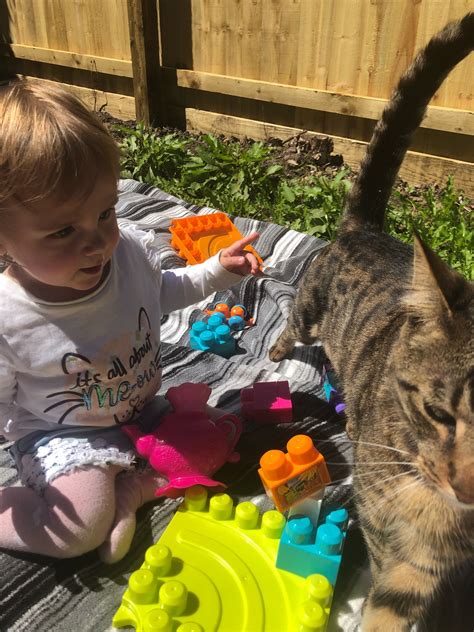 Can Cats Sense Pregnancy Hormones