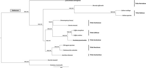 congruent maximum likelihood ml and bayesian inference bi tree for