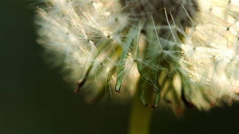 Download Wallpaper 1920x1080 Dandelion Fluff Stem Flower Full Hd