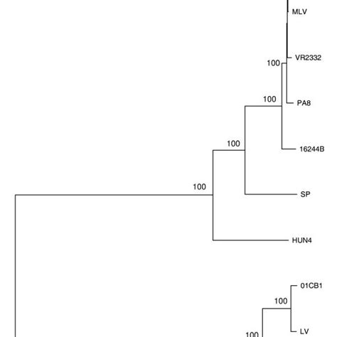 Sequence Alignment Of Orf5 Of Prrsv Viruses Eu Deduced Amino Acids