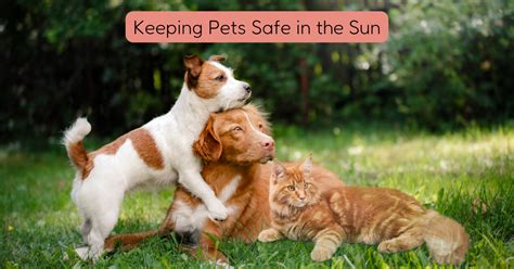 Summer Fun Keeping Pets Safe In The Sun Shoreline Happy Paws