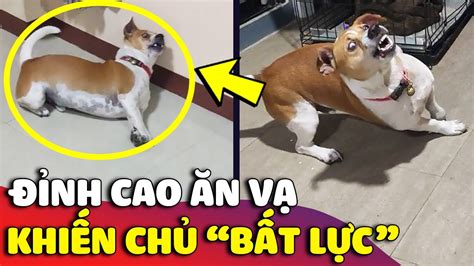 Chú Chó Với Tài Năng Ăn VẠ đỉnh Cao Khiến Con Sen Bất Lực ChÀo Thua 😅