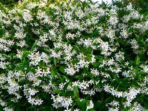 Trachelospermum Flat Mat™ Jasmine 6 Pot Hello Hello Plants