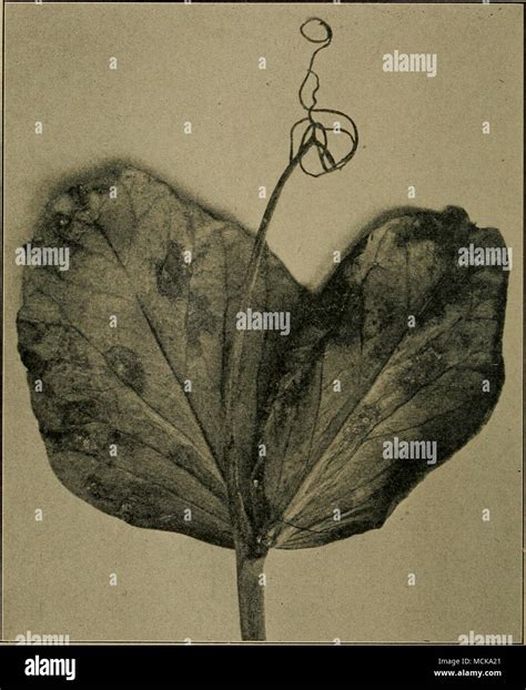 Fig 114 Pea Leaves Showing Spots Due To The Blight Ascochytose