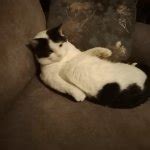 Huh Cat Meme Generator Imgflip
