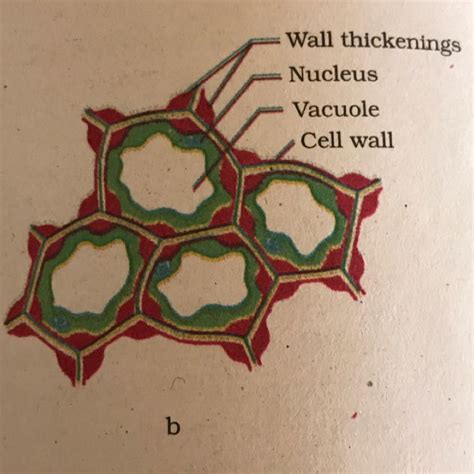 Describe The Structure Of Collenchyma Tissue With The Help Of Suitable