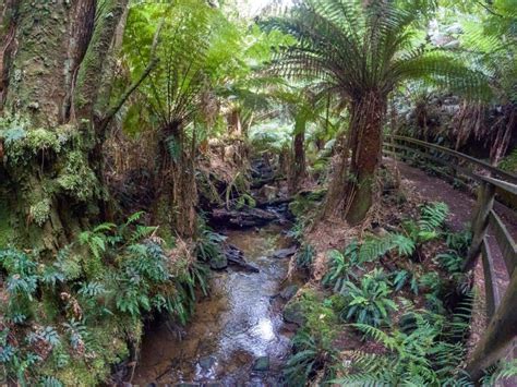 Melba Gully Rainforest Walk On The Great Ocean Road