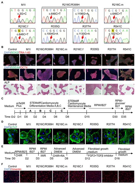 Frontiers Phenotypic Variability In Ipsc Induced Cardiomyocytes And Cardiac Fibroblasts