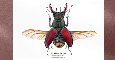 Lucane Cerf Volant Ailes Ouvertes Insectes Shop Julien Nowak