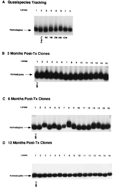 Analysis Of A Simple Hcv Quasispecies Over Time In Patient 2
