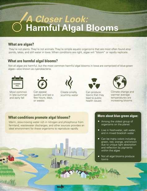 A Closer Look Harmful Algal Blooms — Iowa Learning Farms