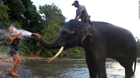The Battle To Save Sumatras Elephants From Extinction Cnn