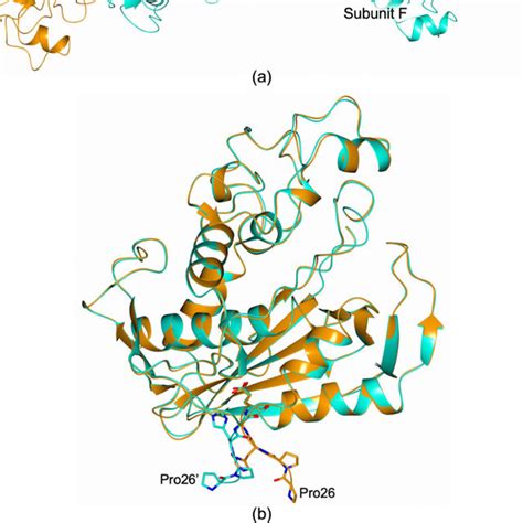 Kinetic Characterization Of His 6 Tag Human Thymidylate Synthase