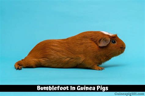 Bumblefoot In Guinea Pigs Pododermatitis Causes Signs Treatment