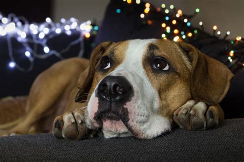 Fogos De Artifício Veterinário Explica Como Proteger Cães E Gatos Nas