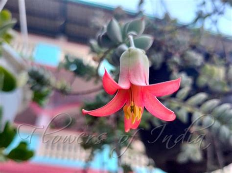 Cotyledon Pendens Cliff Cotyledon