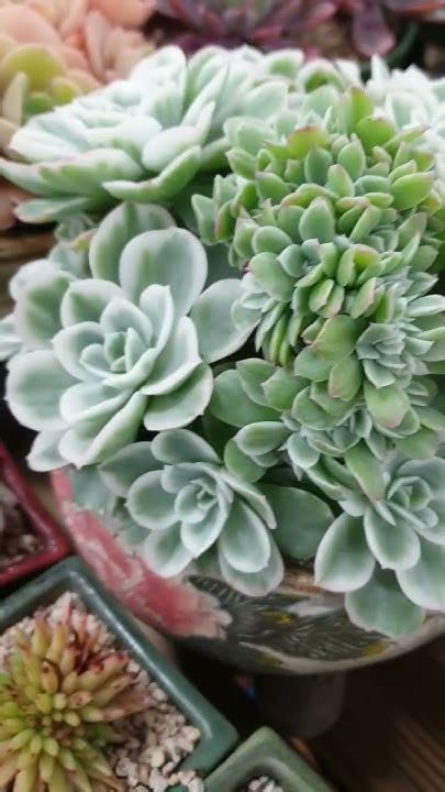 레몬로즈금 다육이 전유진 남이가 Youtube