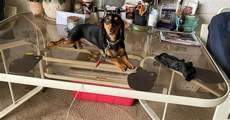 Our New Centerpiece Album On Imgur