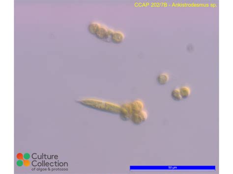 Monoraphidium Sp