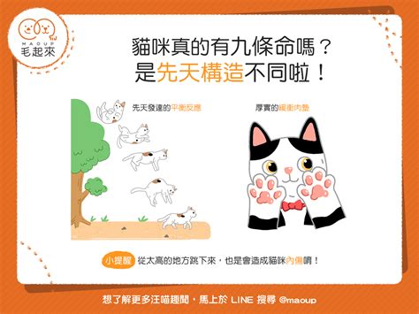 貓貓小學堂貓貓從高處跳下來也沒事是真的有九命嗎 毛起來 MaoUP