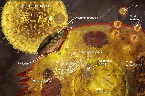 Immune Synapse Illustration Stock Image C0234680 Science Photo