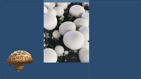 Abook 新形态教材网 食用菌遗传育种学