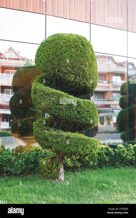 Stylish Spiral Trimmed Bushes Shrubs Coniferous Evergreen Trees