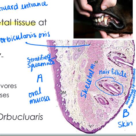 Digestive System Part 1 Oral Cavity And Salivary Glands Lec 9 Flashcards