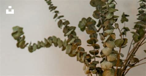 녹색 식물 근처에서 불을 붙인 촛불을 들고 있는 사람 사진 Unsplash의 무료 초 이미지