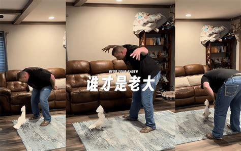天天被鹦鹉欺负的老爸终于忍不了了 😂 固执的daniel 固执的daniel 哔哩哔哩视频