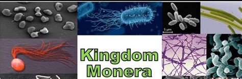 Kingdom Monera Examples Characteristics Definition And Diagram