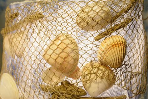 Shell And Net Stock Photo Image Of Nature Seashell 61506284