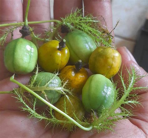 Buah Markisa