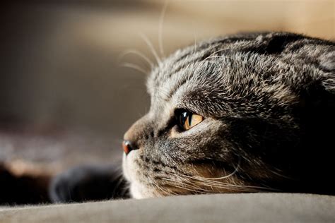 Scottish Fold Hd Cat Hd Wallpaper Rare Gallery