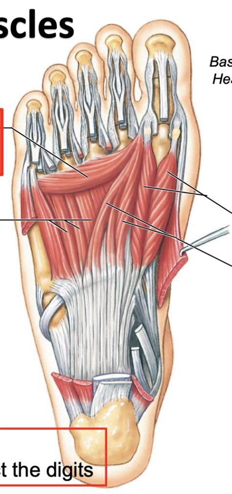 Diagram Of Intrinsic Muscles Of The Foot Plantar Deep Intermediate