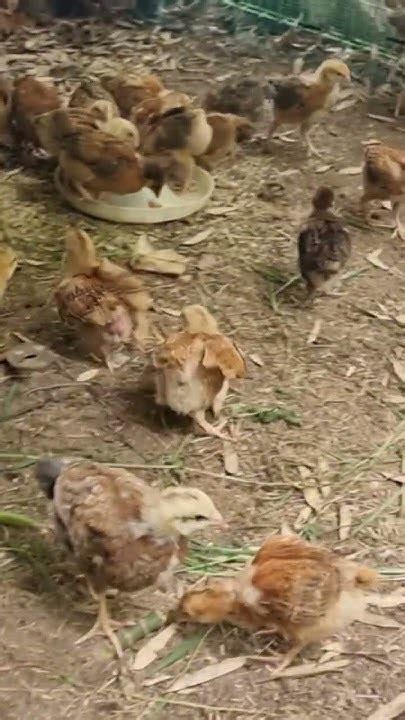 새 닭장속 토종닭 병아리 노는모습 너무 귀여워 Youtube