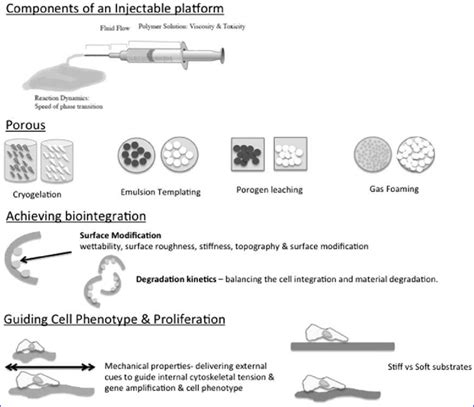 Components Of Injectable Scaffold Injectable Hydrogels Require Several